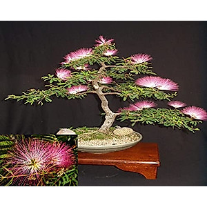 20 Albizia Julibrissin Mimosa Bonsai Tree Seeds for Planting - Persian Pink Silk Tree - Ships from Iowa, USA