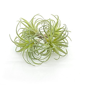 ZKTECH 4 Pack Artificial Succulent Plants Flocked Air Plants Grass Faux Flocking Tillandsia Air Plants Bromeliads for Home Garden Decor Terrarium Project Fake Artificial Plants Arrangement