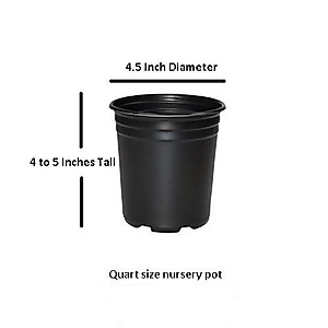 New Life Nursery & Garden Scarlet Curls Weeping Willow, Live Plant, Quart Pot