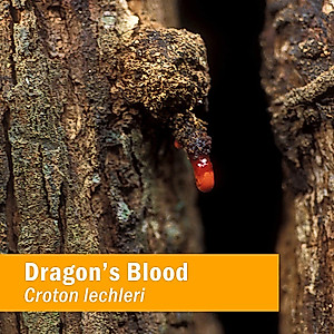 Herb Pharm Dragon's Blood Liquid Tree Sap for Digestive Support - 1 Ounce (DDRAG01)