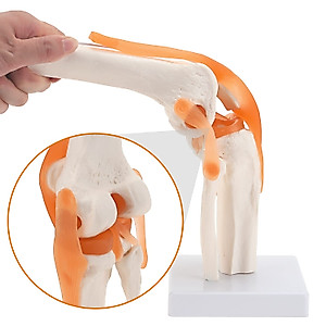 HINGONS Anatomical Medical Knee Ligament Model, Flexible 1:1 Scientific Life Size Human Knee Model, Teaching Tool for Patient Science Education and Anatomy Research