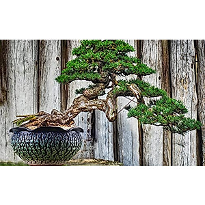 FFPOPU Bonsai Pots, Large Rough Pottery Succulent Planter with Drainage Hole, Purely Handmade Large Ceramic Bonsai Tree Pot,Green Bonsai Planter for Bonsai Lovers