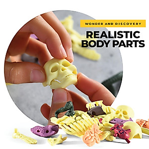 Rovox Human Anatomy for Kids Removable Skeleton Model and Torso Human Body for Kids STEM Toys Science Kit Full Body Anatomy Sets for Kids and Teens - 30 Piece Full Anatomy Toy Set - 11 Inches Tall