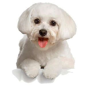 CafePress Bichon Frise Mug Ceramic Coffee Mug, Tea Cup 11 oz