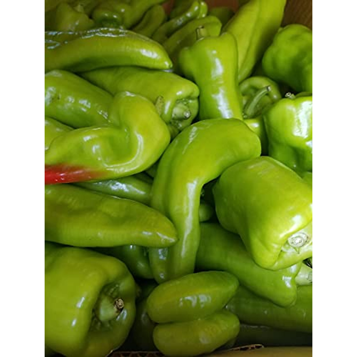 Cubanelle (Capsicum annuum.) 250mg Seeds for Planting, Pepper-Sweet, Italian Frying Pepper, Cuban Pepper., Pimiento de Cocinar de Cocinar, Open Pollinated, Non GMO, Vegetable Garden