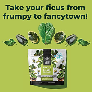 Fiddle Leaf Treats : Plant Food for Fiddle Leaf Fig Fertilizer for Ficus | 3-1-2 Ratio + Sea Kelp | 4X More Active | Instant Feed
