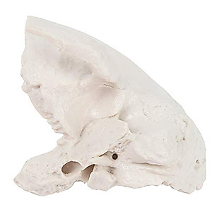 Axis Scientific Temporal Bone - Left