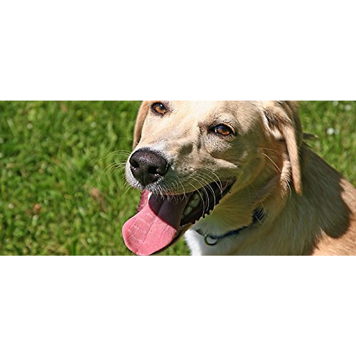 PETS HEALTH SOLUTION Vitamins for Dogs Skin and Coat - Powerful Ultra Vitamins - Dog Treats - Mineral Formula - Premium Complex - Dog Energy Treats - 180 Treats (2 Bottle)