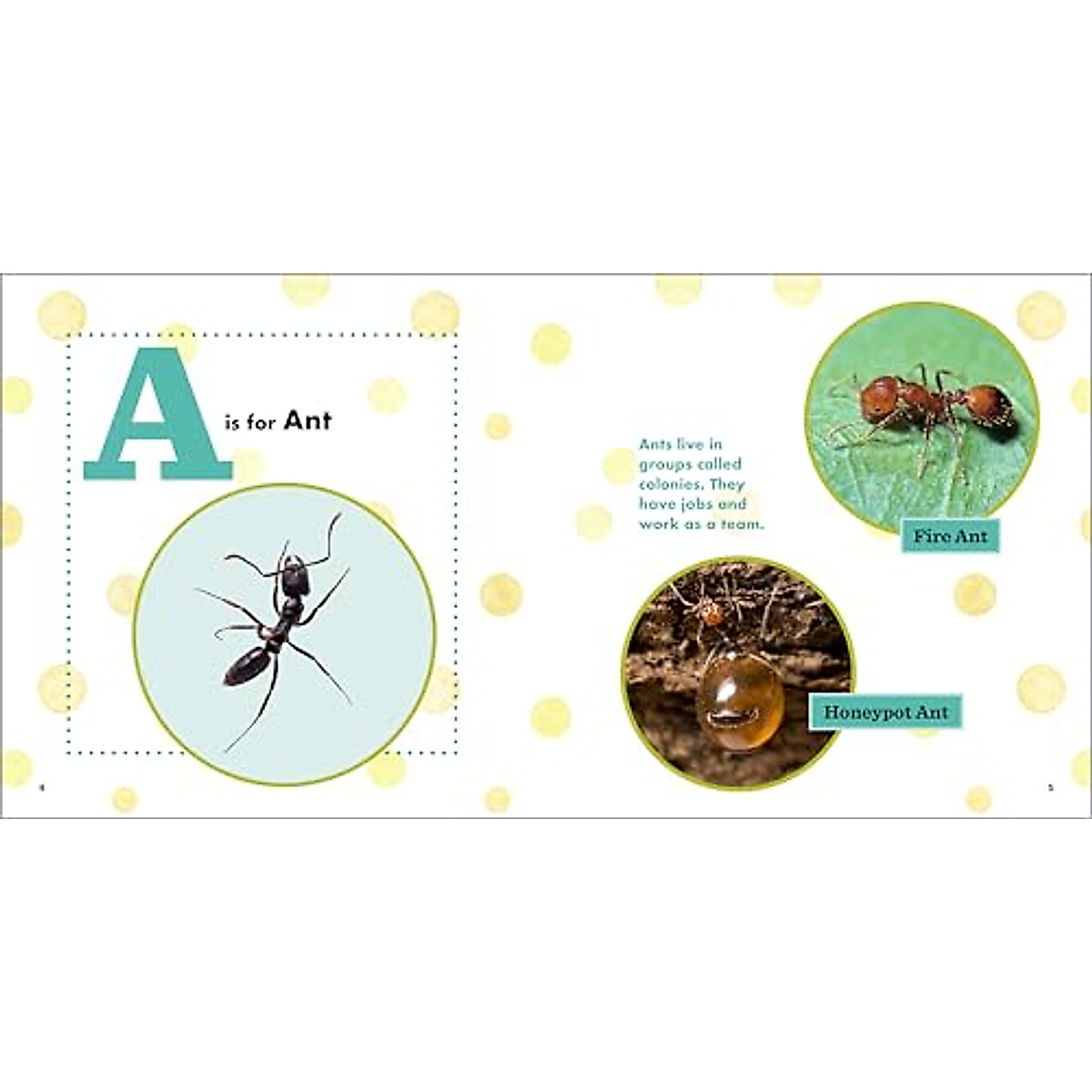 ABC Bug Book for Kids