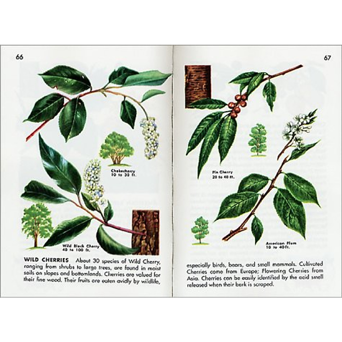 Trees: Revised and Updated (A Golden Guide from St. Martin's Press)