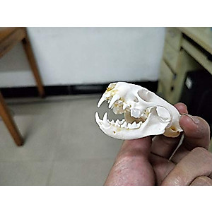 weasel Skull Taxidermy supplies art bone vet medicine 1:1
