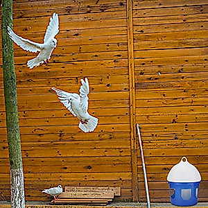 Automatic Bird Pigeon Feeder Large Capacity Water Dispenser Waterer Drinker for Pet Bird Pigeon Parrots Cage Accessories(2L)