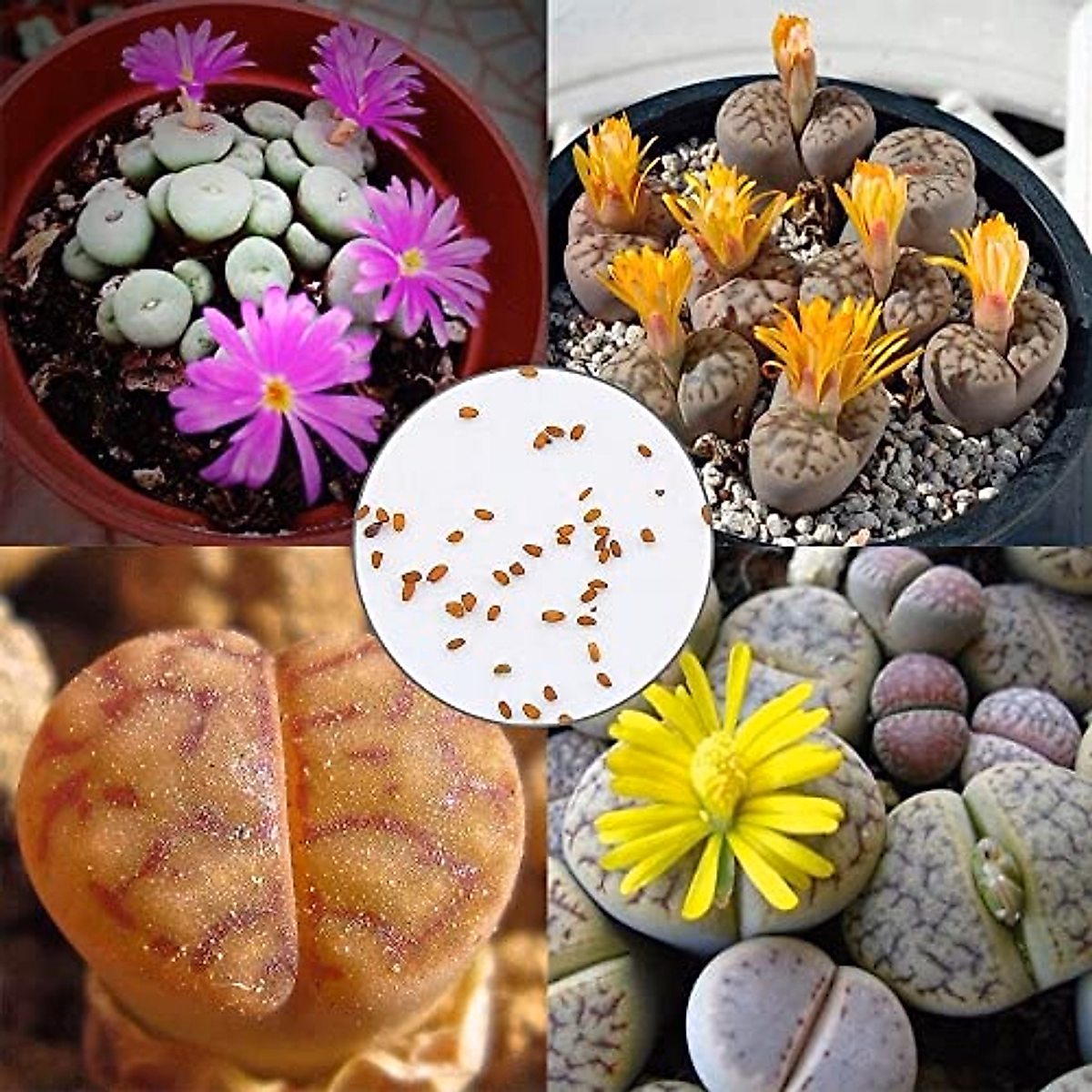 ROGERSEED 1000+ Mixed Rare Lithops Seeds - Succulent Cactus Seeds Planting for Garden Bonsai - Non-GMO