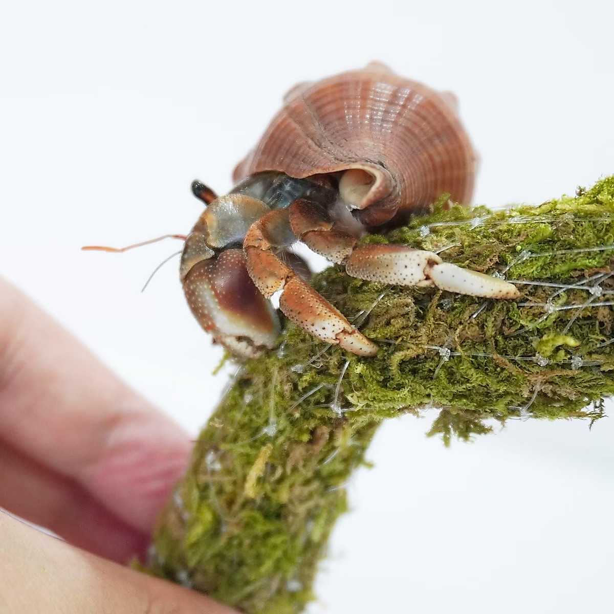 Begeterday 2 Pack 25 Inch Hermit Crab Climbing Toys, Bendable Hermit Crab Supplies, Ideal Hermit Crab Habitat Tank Terrarium Accessories