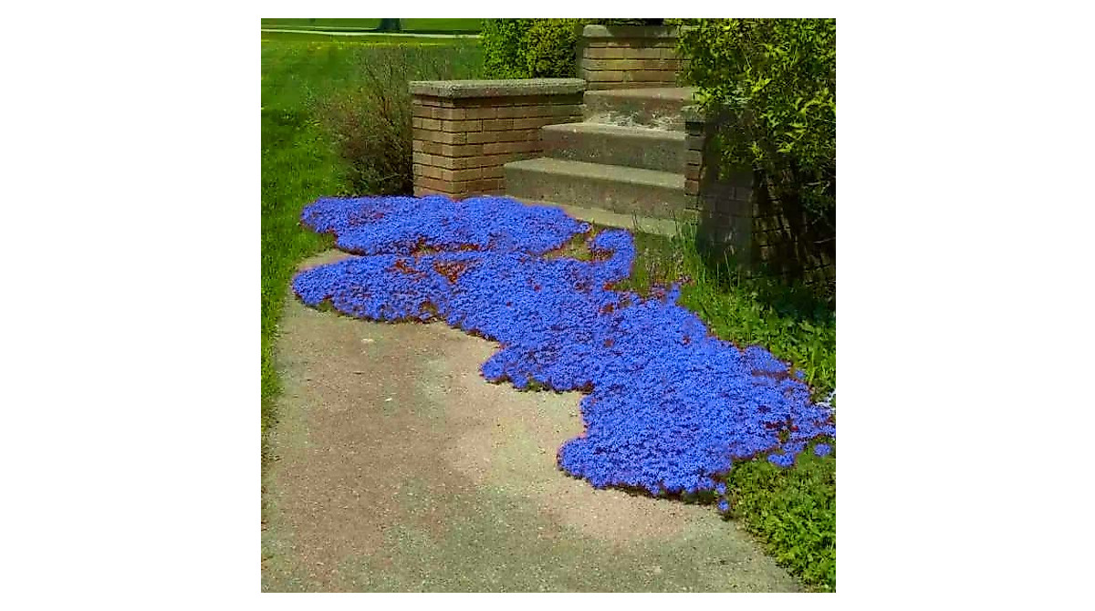 2000+ Blue Creeping Thyme Seeds - Easy Ground Cover
