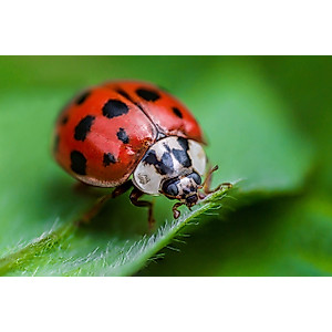 Digital Nc 48 Macro LED Ring Light & Ring Flash with LCD Display Compatible with Nikon, Canon, Sony, Panasonic, Leica, Fujifilm, Pentax & Olympus DSLR's