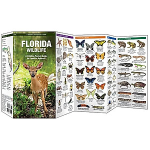 Florida Wildlife: A Folding Pocket Guide to Familiar Animals (Nature Observation North America)