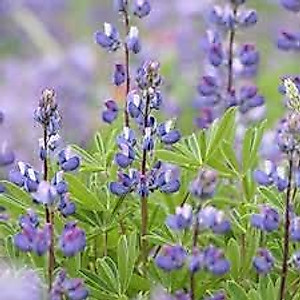 Riverbank Lupine Flower Seeds, 100+ Heirloom Seeds Per Packet, (Isla's Garden Seeds), Botanical Name: Lupinus rivularis, Non GMO Seeds