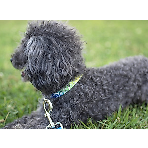 Country Brook Petz - Deluxe Trippy Doggo Dog Collar - Made in The U.S.A. - Groovy Collection featuring Far Out Designs (1 Inch, Large)