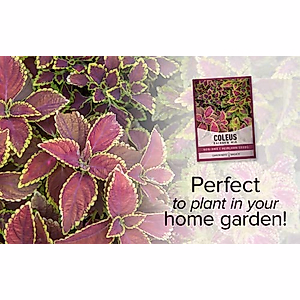 Coleus Seeds for Planting (Rainbow Mix) - Heirloom Non-GMO Shade Plants Seeds for Home Gardens, Containers, Hanging Pots, Decorative Borders and More by Gardeners Basics