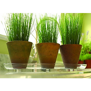 Plastec PLIPAK414 Oval Plantpak Saucer, Clear, 14-Inch