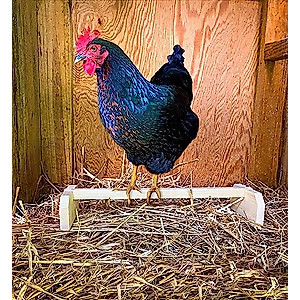 Single Bar Perch (15 inch Stretch)