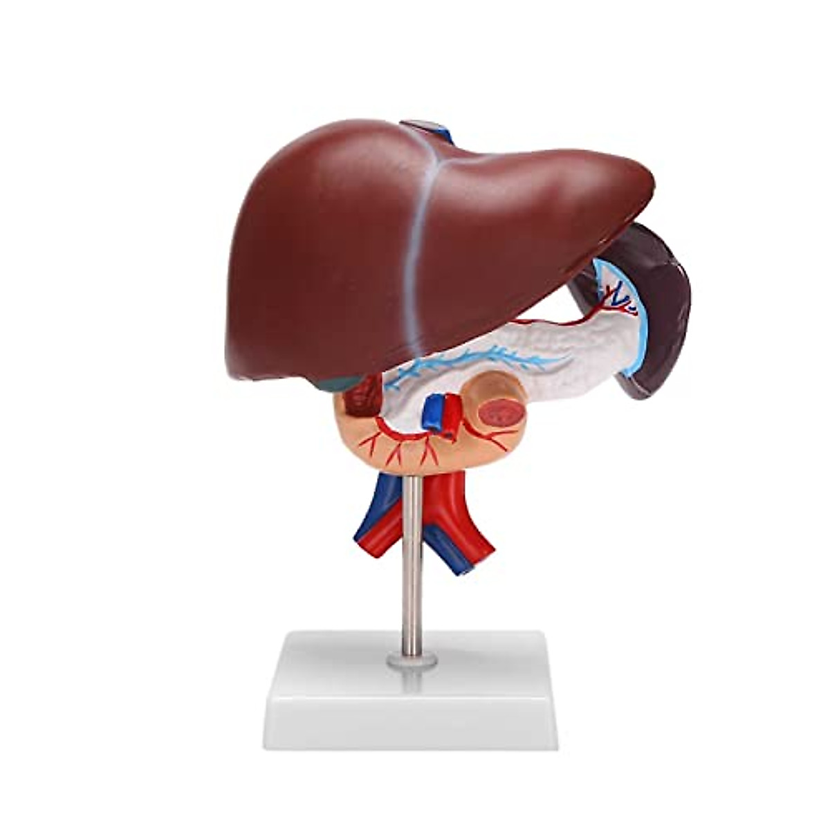Human Liver Pancreas Duodenum Anatomical Anatomy Model Model Life Size Structure Model of Liverspleen Blood Vessel for Education Demonstration