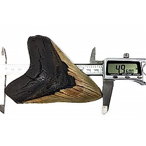 Exact Tooth as Shown in Image - Genuine One-of-a-Kind Prehistoric Fossilized Megalodon Shark Tooth with a Custom 3D-Printed Tooth Stand and a Glossy 8-1/2" x 11" Certificate of Authenticity (4.960")