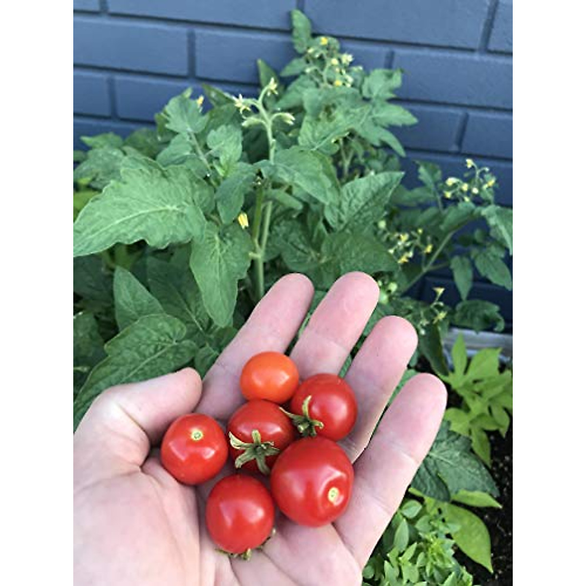 Bonsai Red Micro Dwarf Japanese Tomato Premium Seed Packet