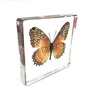 Real Butterfly Specimen Specimens Paperweight Paperweights Collection Display(3x3x0.6")
