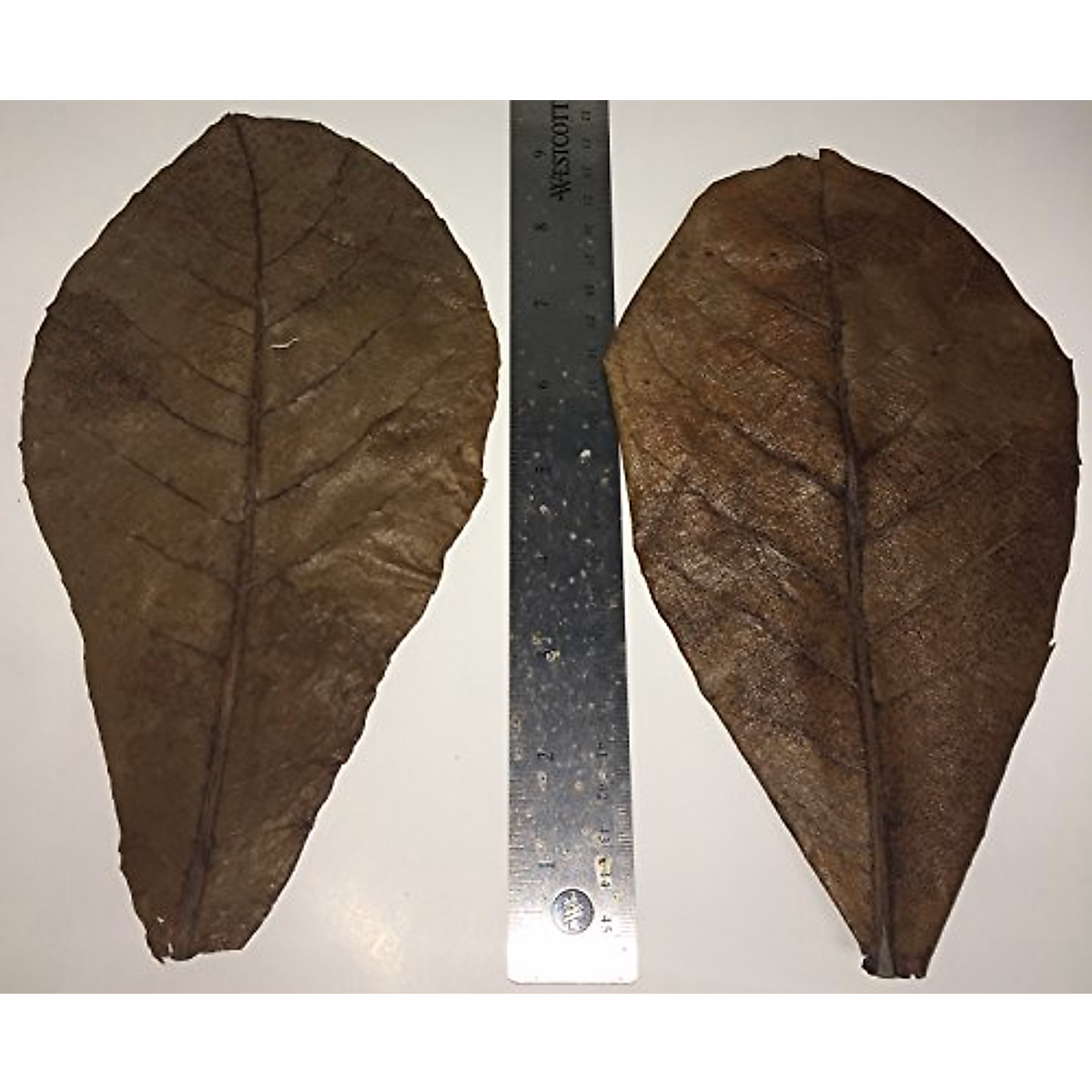 Awesome Aquatic Jumbo Betta/Shrimp Leaves 10 Premium Catappa Indian Almond Leaves Jumbo 7"-9" in Natural Habitat Tannin Producing Improves Immunity, Easy to USE…