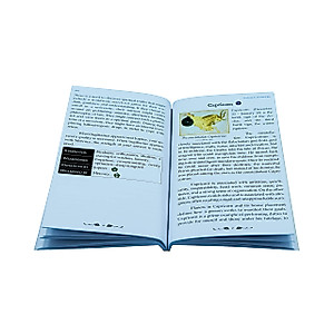 Abracax House Astrological Dice Set