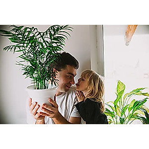 American Plant Exchange Live Chamaedorea Elegans Plant, Parlor Palm Tree, Neanthe Bella Palm Tree, Plant Pot for Home and Garden Decor, 6" Pot