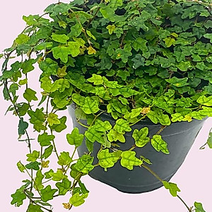 String of Frogs, 4 inch, Ficus pumila Quercifolia, Oakleaf Creeping fig