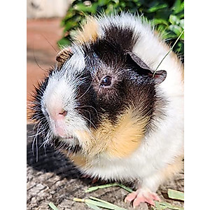 Piggies Choice Hay Feeder Natural Pine Wood Arch Guinea Pig Hay Rack with Option to Attach to Cage (Mango with Bottom)