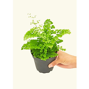 Rooted Maidenhair Fern, Adiantum aethiopicum, Live, Live Indoor, Easy to Grow, Easy to Care, Outdoor Garden and Low Maintenance Houseplant (4")
