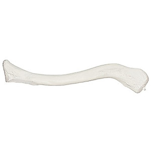 Axis Scientific Clavicle Bone Model | Right | Cast from Real Human Clavicle Bone l Human Collarbone Model Has Realistic Texture and Important Bony Landmarks | Includes Product Manual