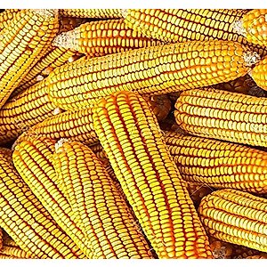 1 lb (1,600+ Seeds) Reid's Yellow Field Corn Seed (OP) Open pollinated Variety - Non-GMO Seeds by MySeeds.Co (1 lb Reid Yellow Corn)