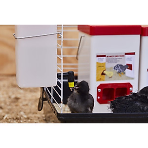 RentACoop 64oz(2L) Drinker Plus 2 Versatile Nipples - Suitable for Chicks, Quail, Pigeons, Doves, and Other Smaller Birds - 1 Pack