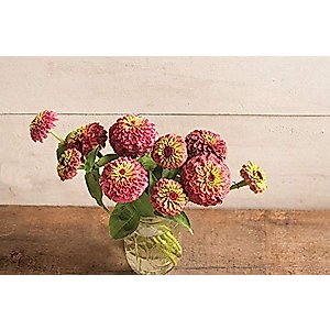 David's Garden Seeds Flower Zinnia Queeny Lime Red 5411 (Red) 50 Non-GMO, Heirloom Seeds