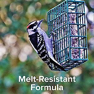 Blue Seal Woodpecker Bird Suet Cake | No Mess Wild Bird Suet | 11oz (12 Pack)