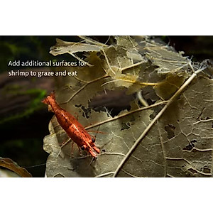 Snout and Shell 10 Indian Almond Leaves 19-25cm (7''-10'') Botanical Leaves for Aquarium Fish, Shrimp & Terrarium Pets - Mineral Source, Decor & Healthy Environment, Brown