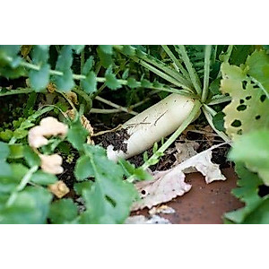 Japanese Minowase Daikon Radish (Raphanus sativus) White 1 Gram Seeds for Planting, Heirloom & Non GMO, Open Pollinated, Asian Vegetable Biennial, Fall/Spring Garden/Containers