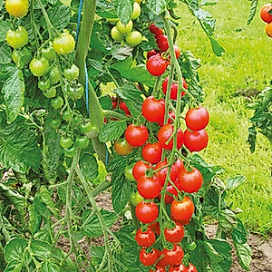 Sweetie Tomato Seeds - 25 Count Seed Pack - Non-GMO - A Prolific Variety That Produces an Abundance of Super Sweet, Small Cherry-Sized Tomatoes. - Country Creek Acres