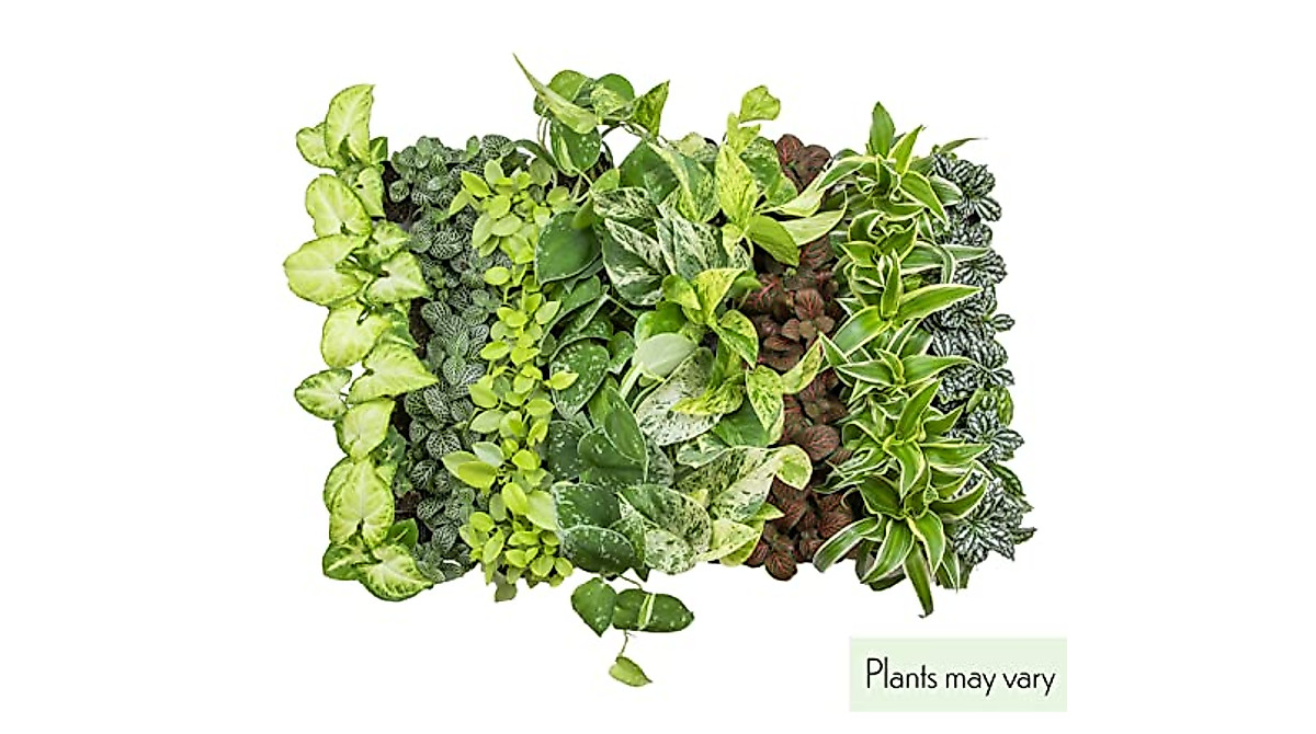 Easy to Grow Houseplants - 12 Pack for Home & Office Decor