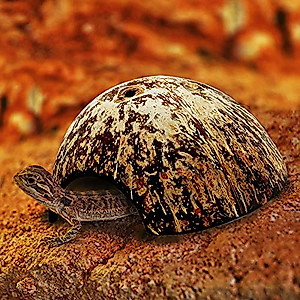 Mr.Peter 2 Pcs. Natural Coconut Shells for Reptile Safe Hideout, Hermit Crabs Hut, Lizard Shell Hut, Spider, Gecko Hids, Snake Hides, Large Aquarium Cave, Betta Fish Hide Cave, Leopard Gecko Tank
