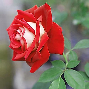 QAUZUY GARDEN 20 Rare Osiria Hybrid Tea Rose Seeds, Exotic Rare Dragon Rose Flower Seeds Fresh Hardy Very Fragrant Striking Landscape Plant Attract Bees