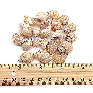 PEPPERLONELY 20PC Small Babylonia Spirata Hermit Crab Sea Shells, 1/2 Inch ~ 1 Inch