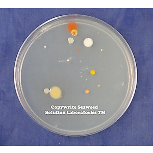 Nutrient Agar 10 Grams (Dehydrated)