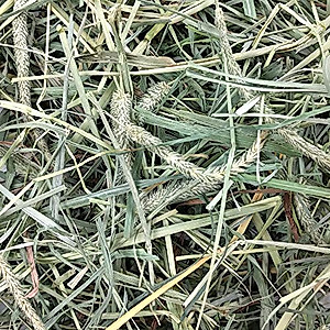 Oxbow Animal Health Oxbow Hay Blends - Western Timothy & Orchard - 90 oz.